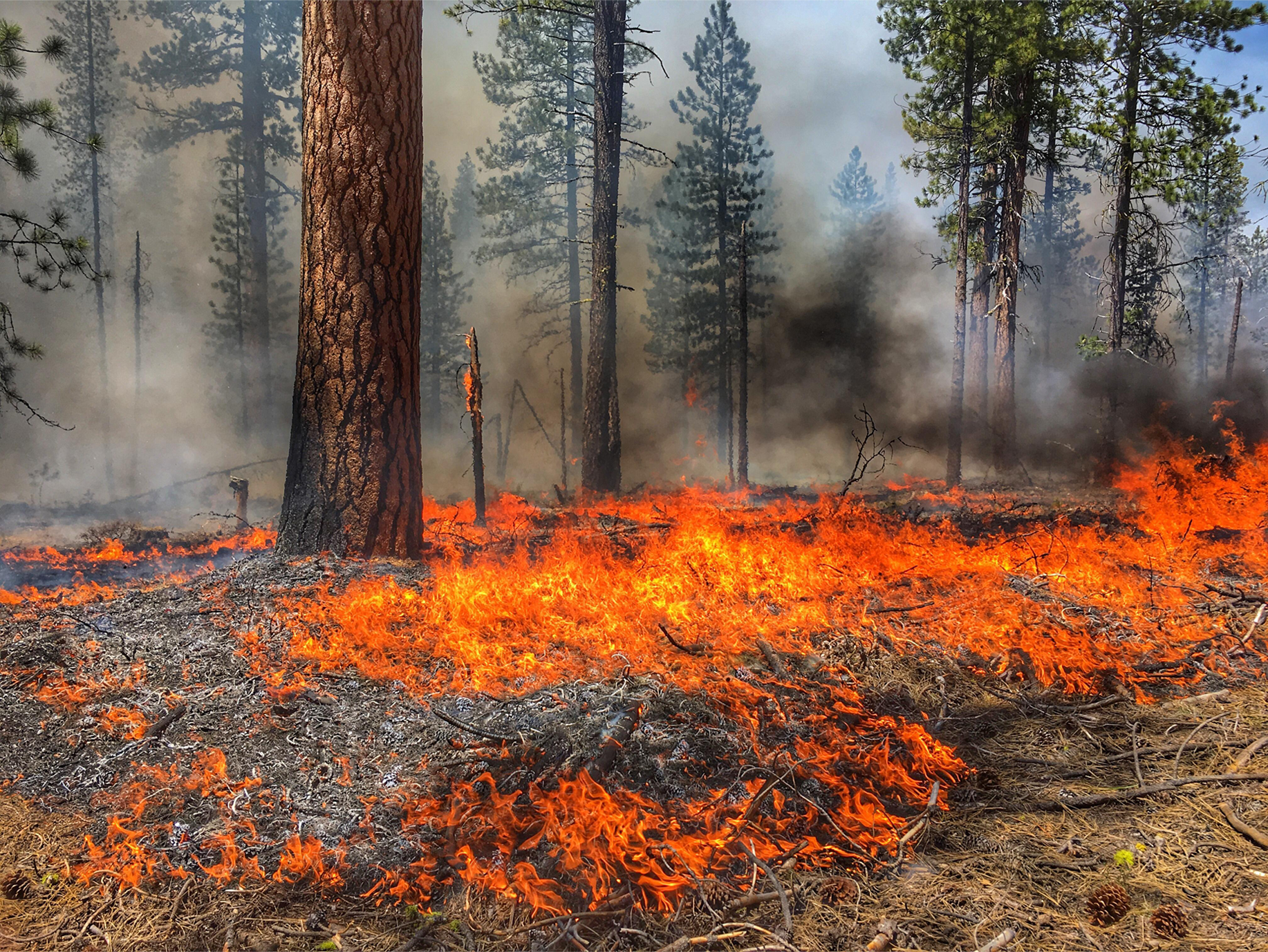 Updated, NWCG Standards for Wildland Fire Module Operations, PMS 430 | NWCG
